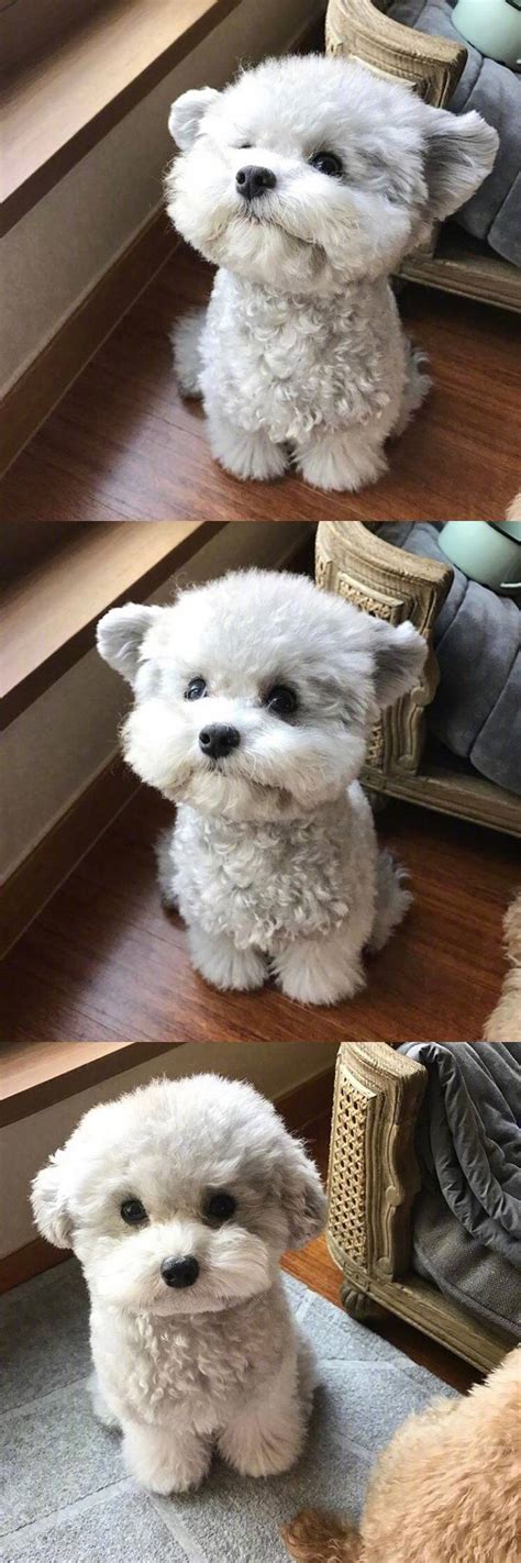 인형으로 오해받기 좋은 앙증맞은 회색푸들 인스티즈instiz 이슈 카테고리