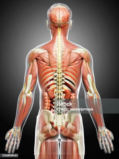 3d는 수컷 해부학의 의학적으로 정확한 렌더링 3차원 형태에 대한 스톡 사진 및 기타 이미지 3차원 형태 과학 대동맥