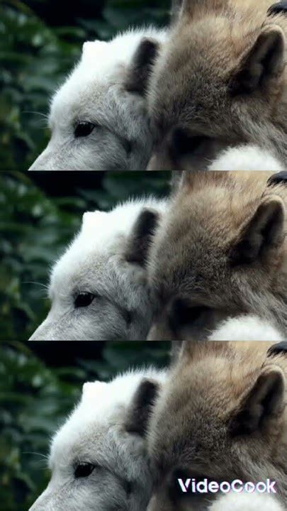 أفضل صور ذئاب مع أغنية رومنسية💑💞💞 Youtube