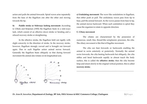 Phylum Protozoa Pdf