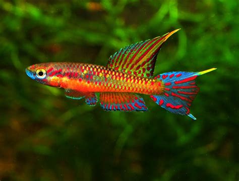 Killifish Freshwater Fish Pinterest Aquariums Fish And Fish Tanks