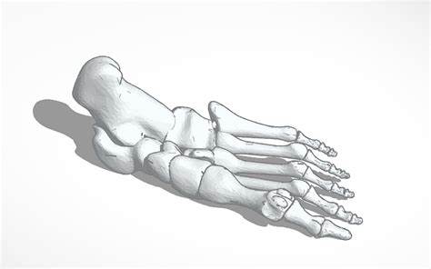 3d Design Foot Tinkercad