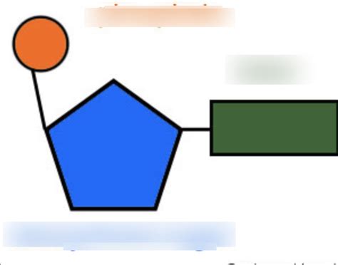 Biology Diagram Quizlet