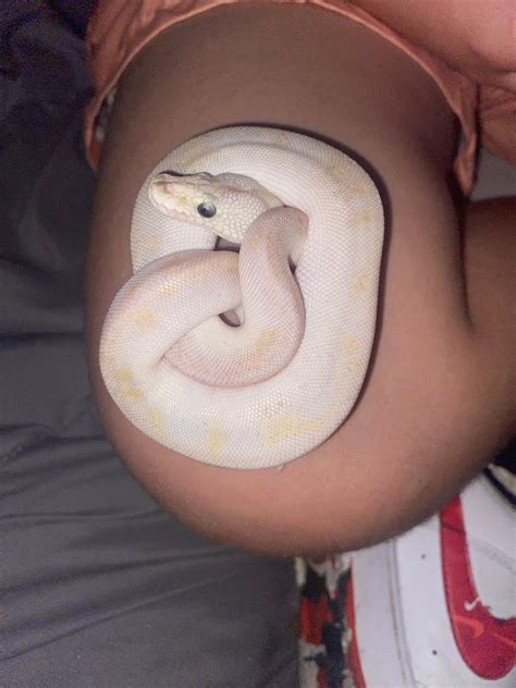 My Son Have A Ball Python And He Brought Her To The Pet Store To Get