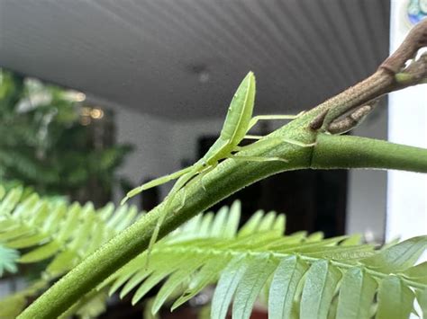 Harmful Or Harmless Rinsects