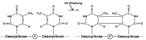 Thymin Dimere Lexikon Der Biologie