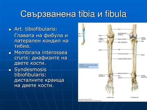 Ppt Кости и стави на долен крайник Powerpoint Presentation Id2889075