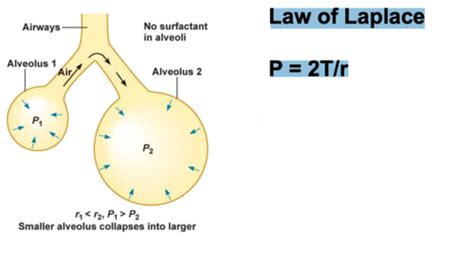 Lecture 36 Resp 02 A Pdf Flashcards Quizlet
