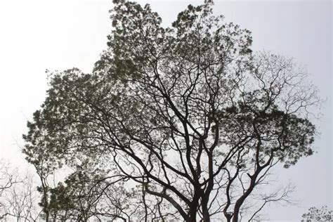 Enterolobium Cyclocarpum Tree Sky Background Commonly Known Guanacaste