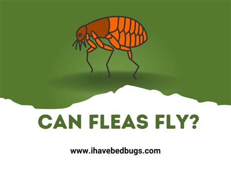 Can Fleas Fly Know The Facts All You Need To Know