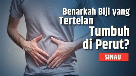 Video Apa Yang Terjadi Jika Tidak Sengaja Menelan Biji Buah Sinau