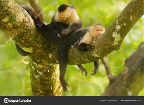 Beyaz Başlı Capuchin Cebus Capucinus Siyah Maymunlar Koyu Tropikal