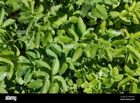 Grass Leaf Texture Close Up Green Natural Background For Design Stock