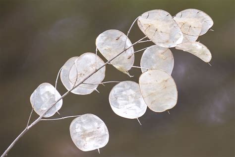 Lunaria Flower