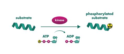 Kinase Panel Screening Services Reaction Biology