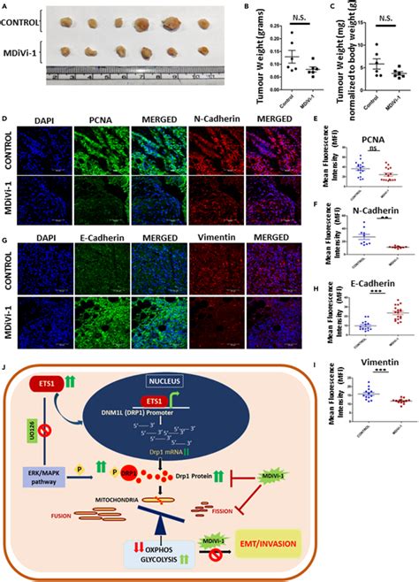 Ets1 Facilitates Emt Invasion Through Drp1 Mediated Mitochondrial