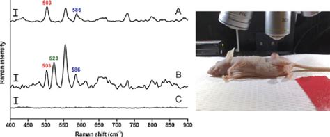 In Vivo Multiplex Sers Detection A In Xenograft Tumor Peaks From Two