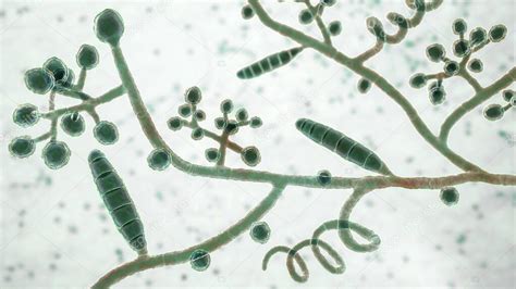 Hongos Trichophyton Mentagrophytes Ilustración Que Muestra
