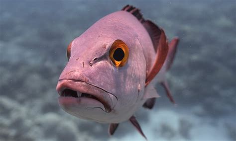 Jonathan Balcombe Scientist Author Speaker