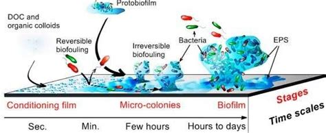 Biofilm Progression On Membrane Surfaces Organic Matter Forms A