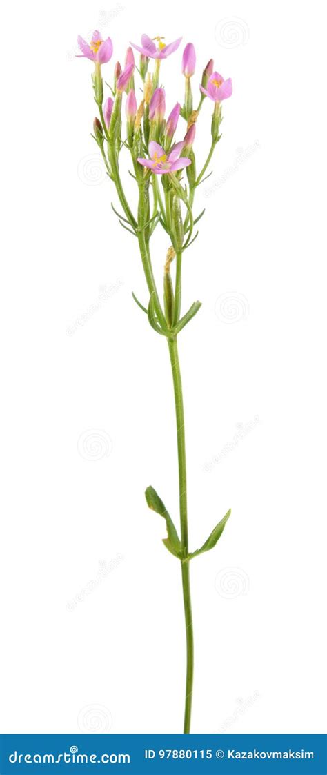 Common Centaury Or Centaurium Erythraea Isolated On White Background Plant With Small Pink