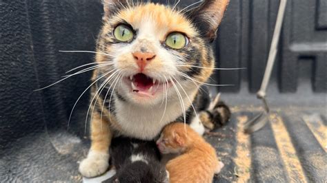 ولادة أم هالات الجزء الاول 13 Youtube