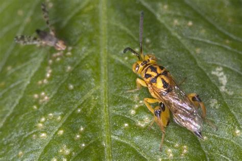 Chalcid Wasp Conura Bugguidenet