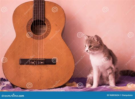猫和吉他 库存照片 图片 包括有 房子 立场 台阶 全部赌注 位于 门廊 逗人喜爱 使用 96803634