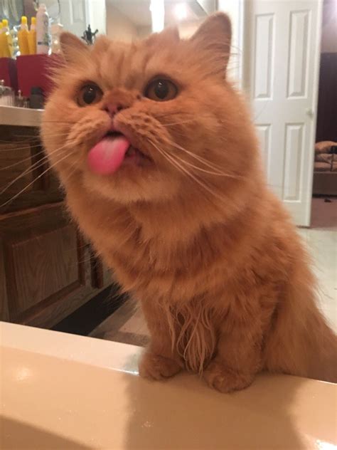 Mlem I Can Has Cheezburger