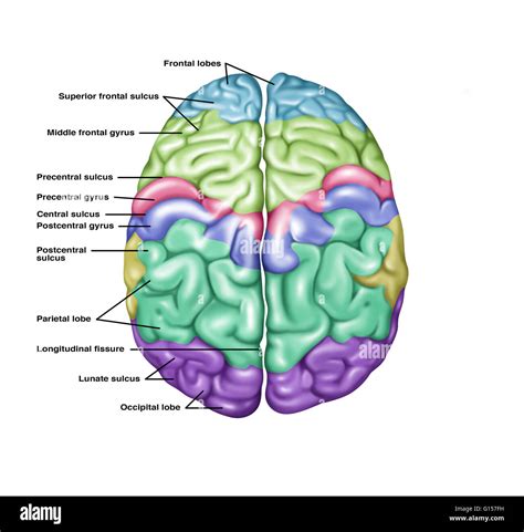 Superior Frontal Gyrus