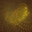 NodeBox Gallery
