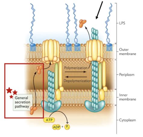 Chapter 18 Microbial Pathogenesis Flashcards Quizlet