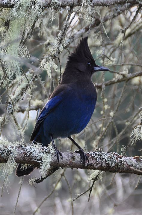 Free Images Nature Branch Winter Wildlife Beak Fauna Jay