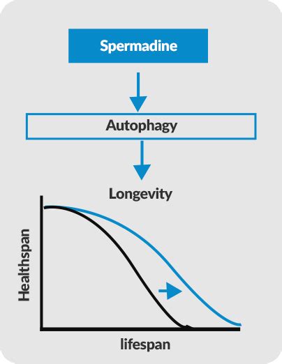 Pure Spermidine Clinically Proven Autophagy Activator
