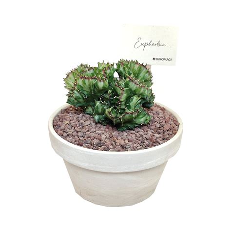 Euphorbia Lactea Cristata — Plant Wholesale Floraccess