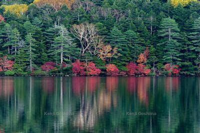 白駒の池 ピクスポット 絶景風景写真撮影スポット撮影ガイドカメラの使い方