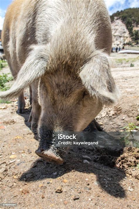 농장에서 돼지와 암소 태양의 섬 이 슬 라 델 솔의도로와 보트 여행 볼리비아의 티 티코 카 호수에 위치 하 고 있습니다 자연과 풍경은 유칼립투스 나무와 거친 바위 구릉입니다