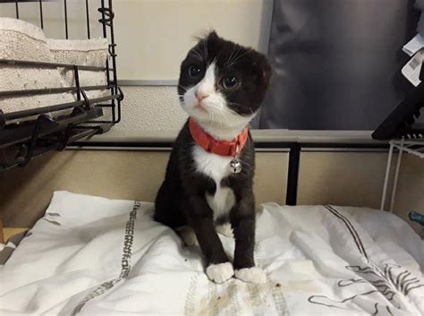 Kitten Whose Ears Were Cut Off Gets Happy Ending Life With Cats