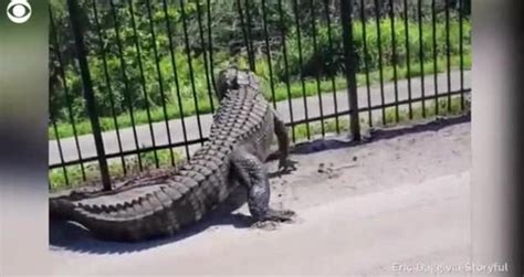 Omg Giant Alligator Bends Metal Fence In Florida Videos Metatube