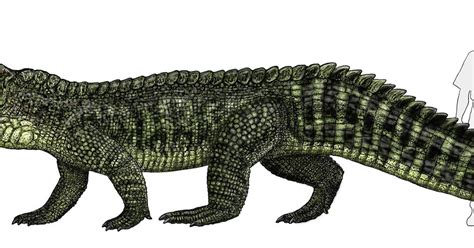 Chinleana Smilosuchus In Color