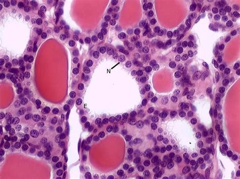 Basic Histology Cuboidal Epithelium Thyroid