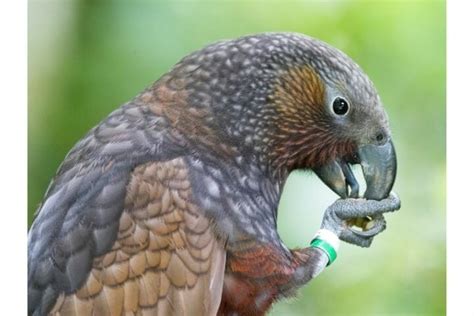 Kea Vs Kaka Vs Kakapo Differences New Zealand Parrot
