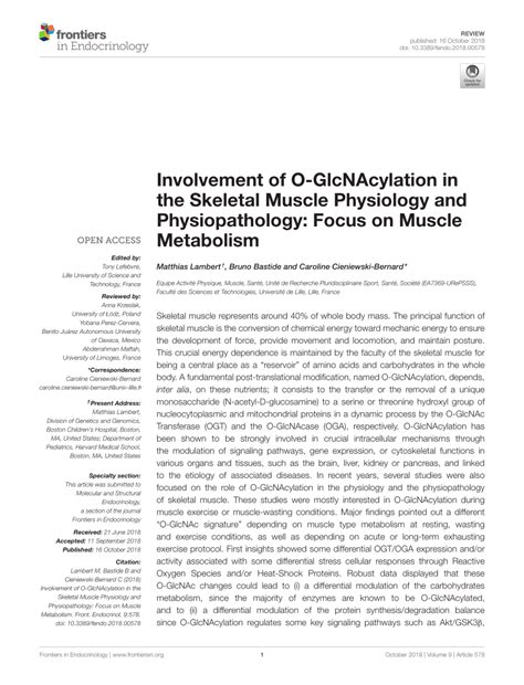 PDF Involvement Of O GlcNAcylation In The Skeletal Muscle Physiology And Physiopathology