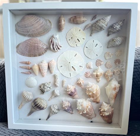 Sea Shell Shadow Box Etsy