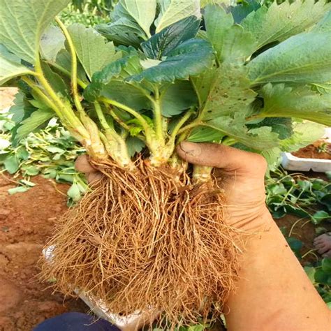 大叶红颜草莓特征 大叶红颜草莓简介 大叶红颜草莓图片 大山谷图库