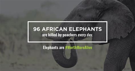Save Animals Facing Extinction On Twitter World Elephant Day