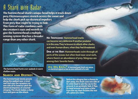 Anatomy Of A Hammerhead Shark