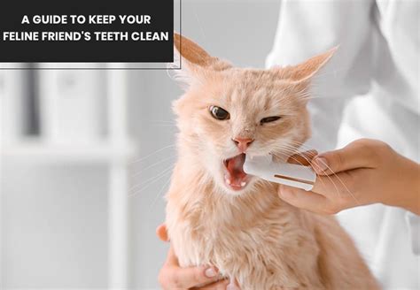 Ways To Clean Your Cats Teeth