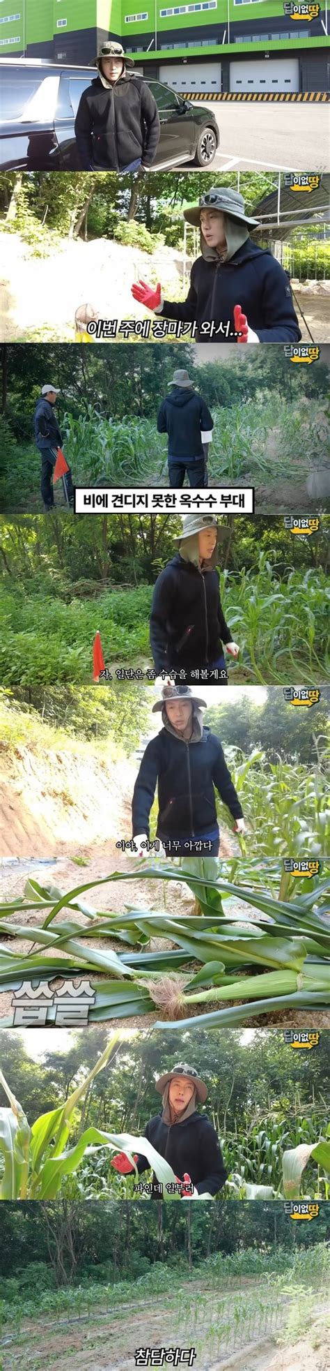 농부 변신 김현중 옥수수 농사 어떻게 됐길래 망했다…참담 네이트 연예