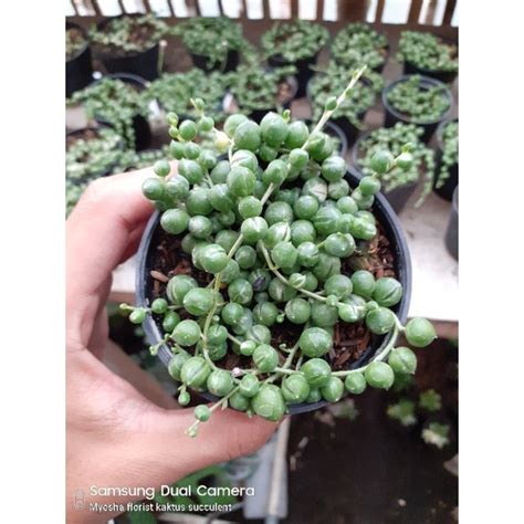 Jual Sukulen Tasbih String Of Pearl Variegata Shopee Indonesia